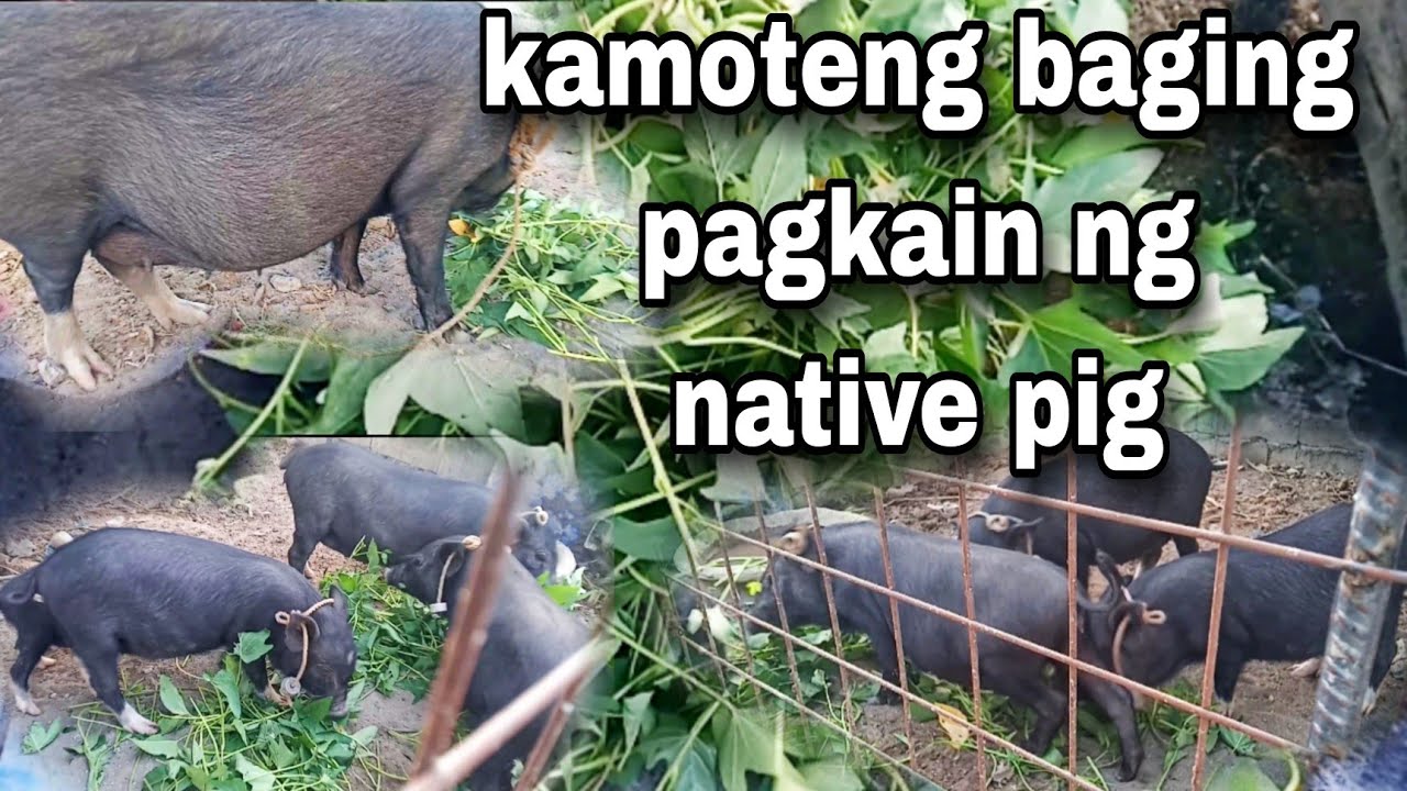 Kamoteng baging para sa native pig | tipid sa pagpapakain at organic pa ...