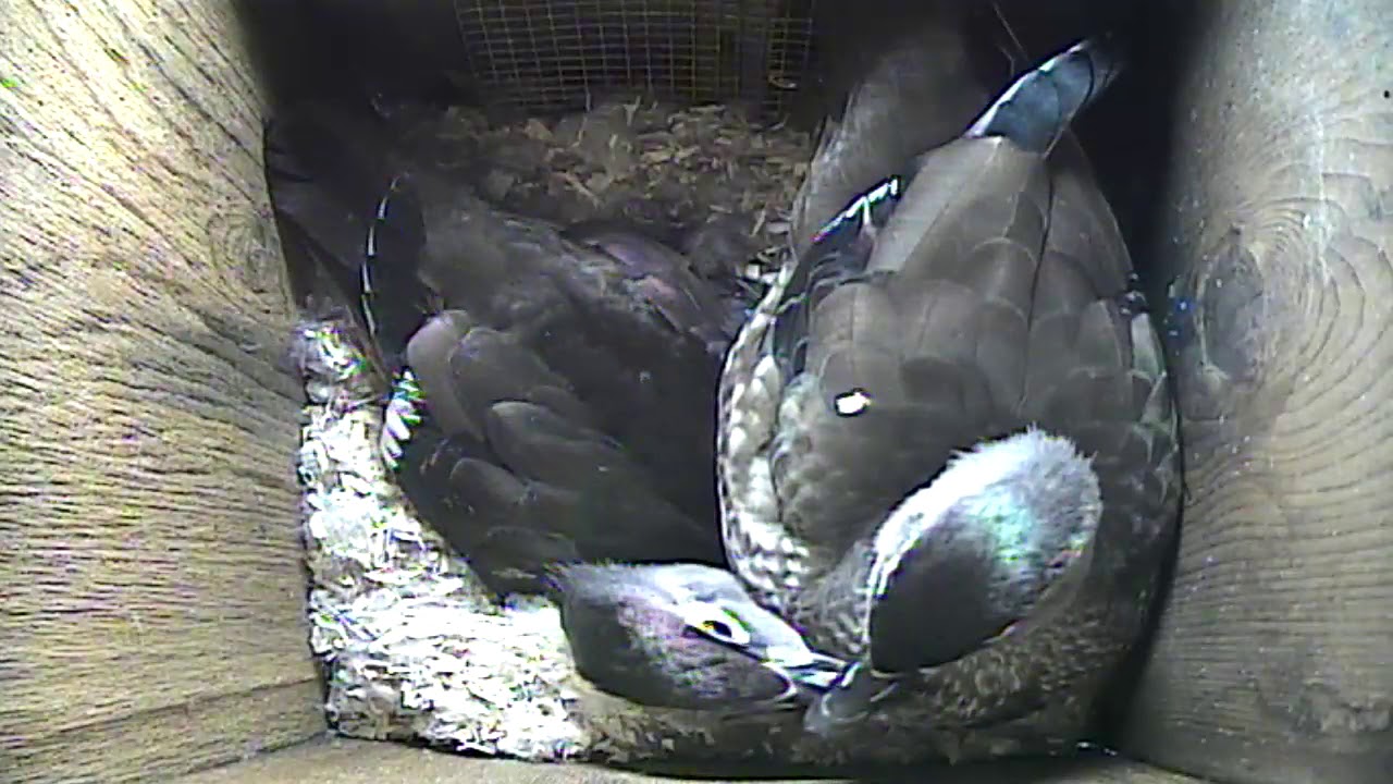 April 14 2020 nest dump documented - YouTube