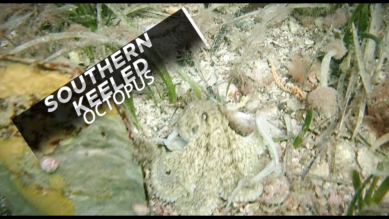 Southern Keeled Octopus - YouTube