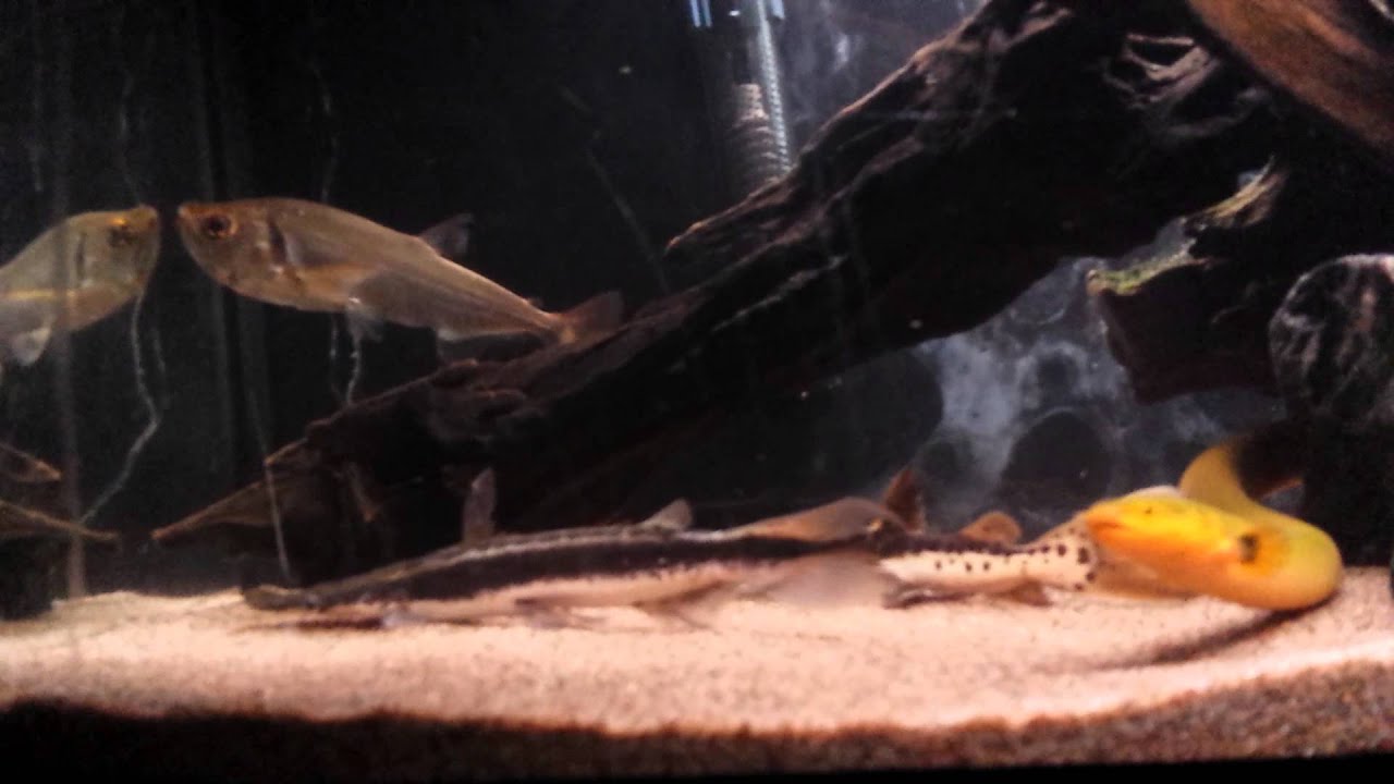 Monster fish/aquarium: payara and tank mates - YouTube