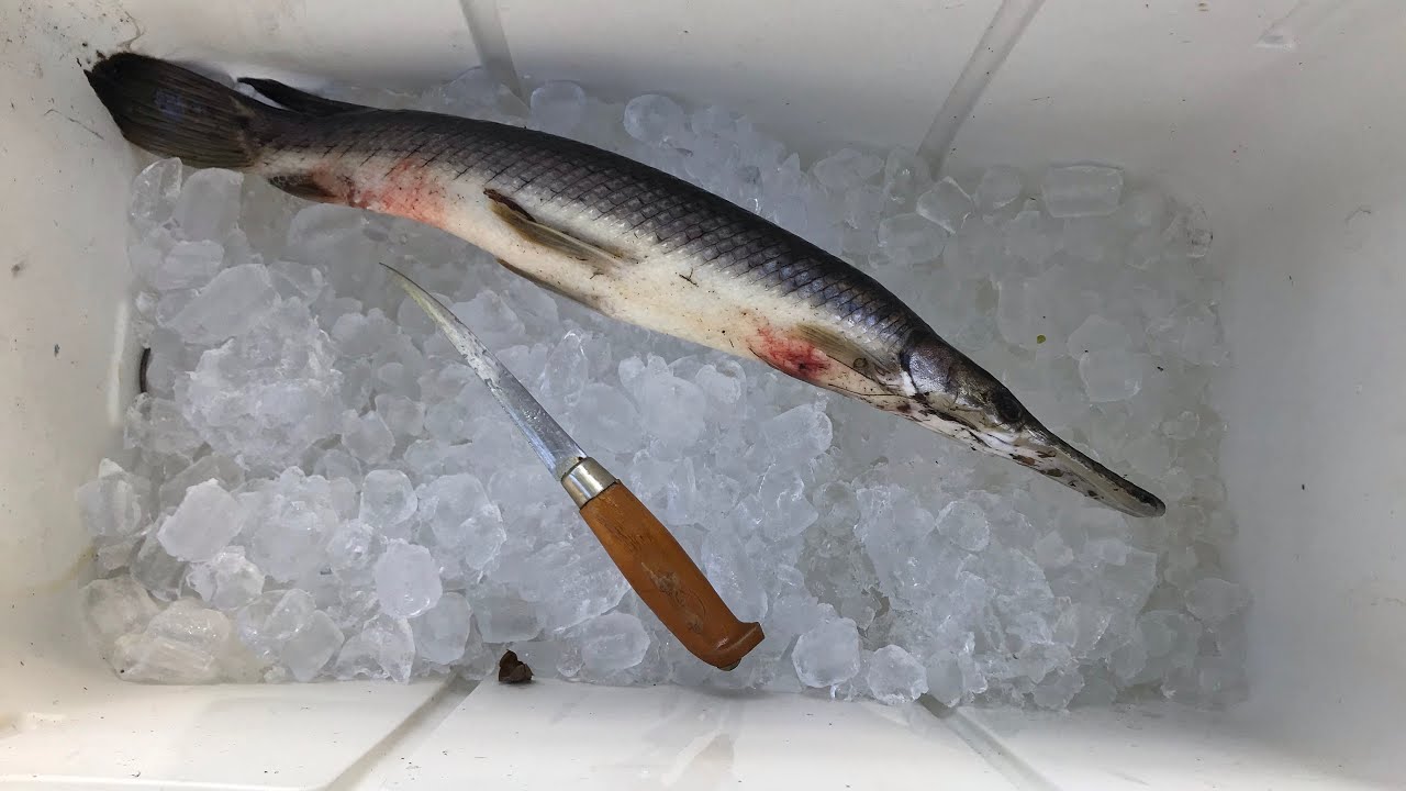 Spear Fishing in swamp! - YouTube