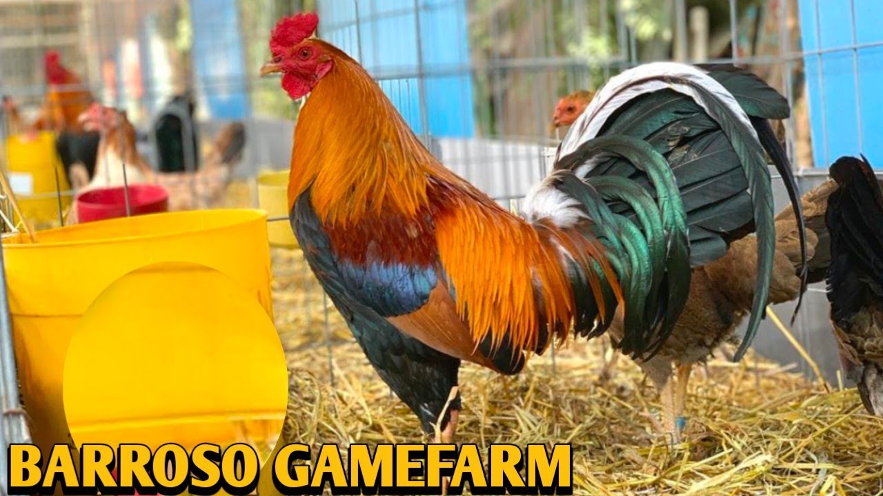 Sweater Hatch Greys - BARROSO FARM - YouTube