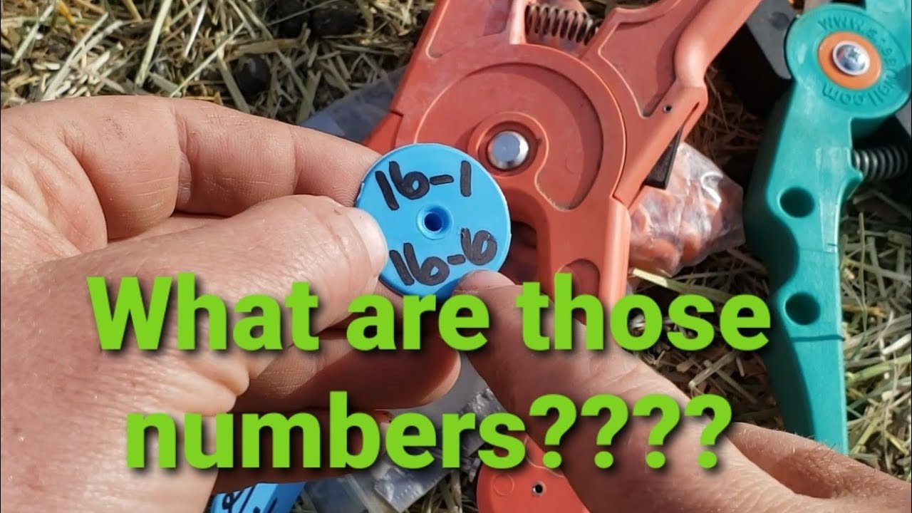 How we track our flock. Tags, scrapie etc.... - YouTube