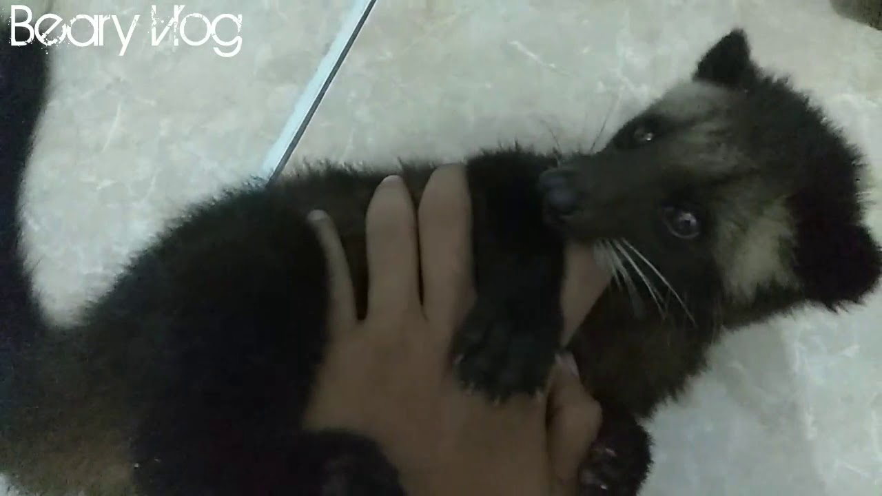 Musang Menggigit Jari Tangan - YouTube