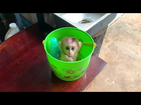 Baby Puppy Monkey Waiting Papa In Tank Water