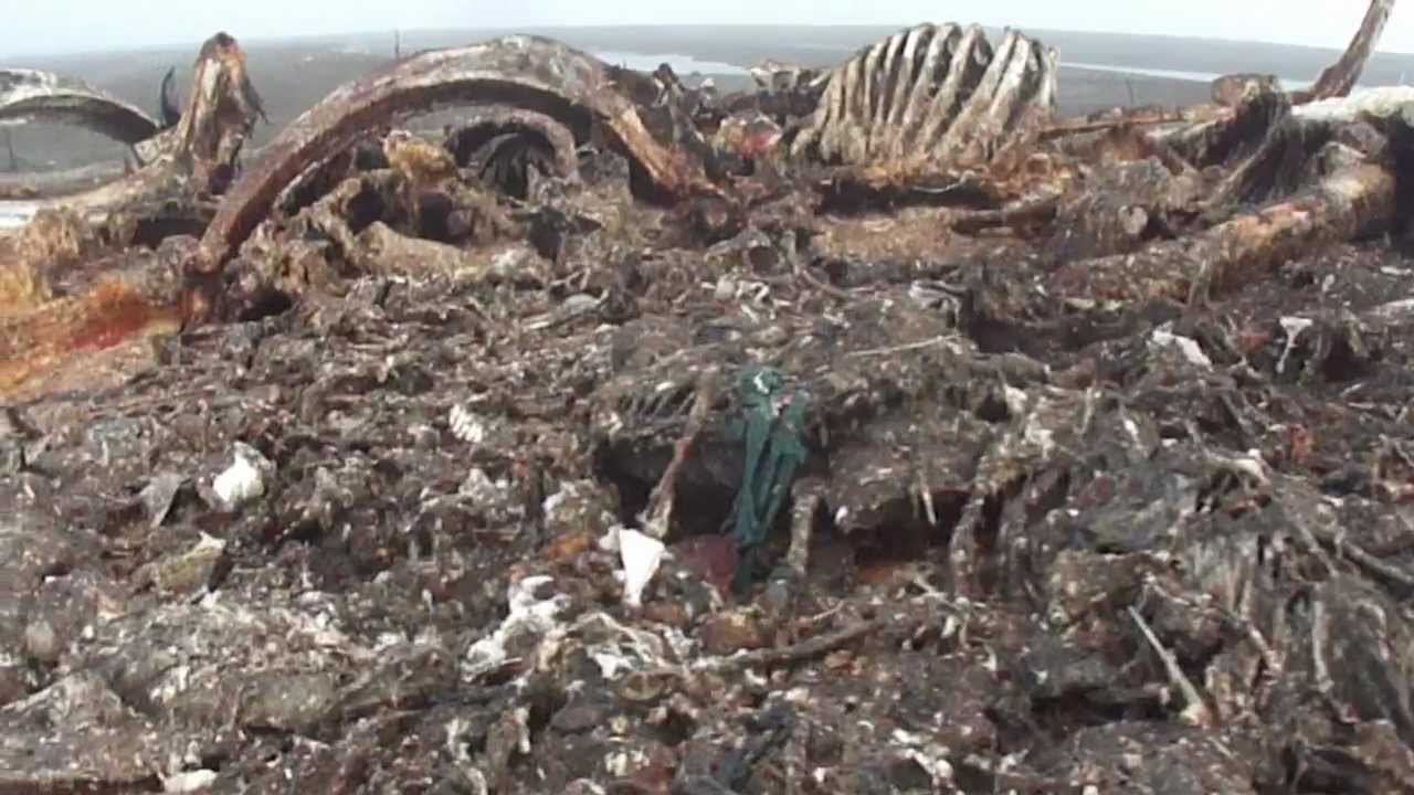 bone pile point barrow alaska - YouTube