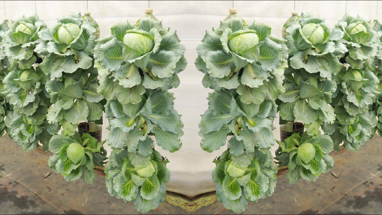 [No garden] Turn a series of plastic bottles into a cabbage garden at ...