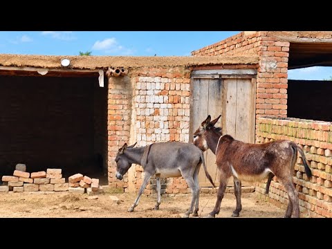 Horses meet Donkey for the FIRST TIME!