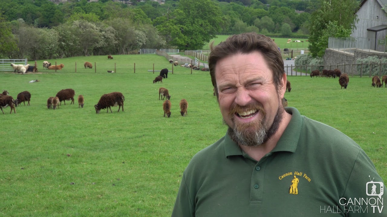 All About Soay Sheep - Cannon Hall Farm - YouTube