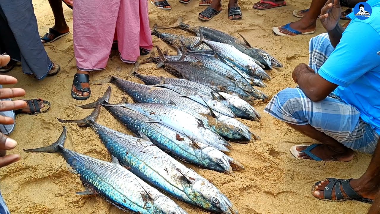 கடல்கரை ஓரத்தில் இழுத்த கரைவலையில் பிடித்த வஞ்சரம் மீன்கள் | Vanjaram ...
