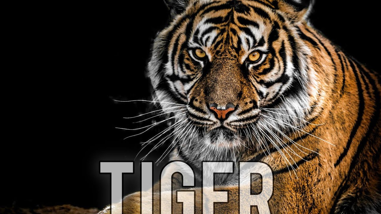 || TIGER information || || Big cat || @DCplanate - YouTube