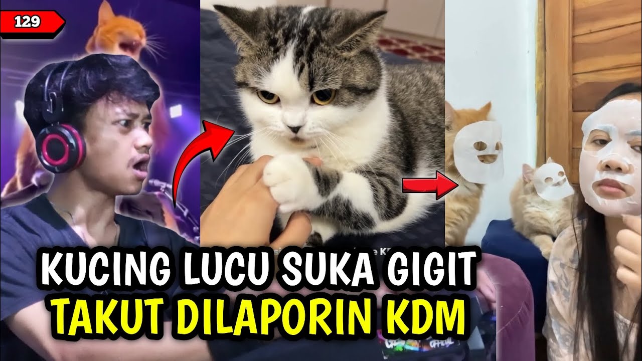 KUCING LUCU TAKUT KDM DIBAWA KE BARAK ‼️ REACT MEME KOCAK - YouTube