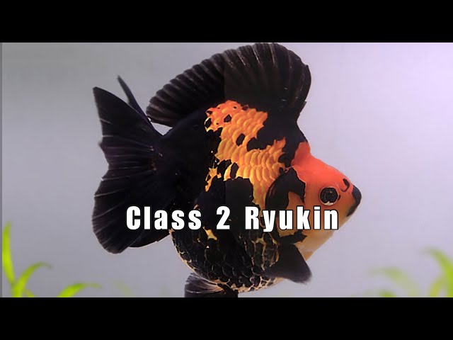 Ryukin Black Gold