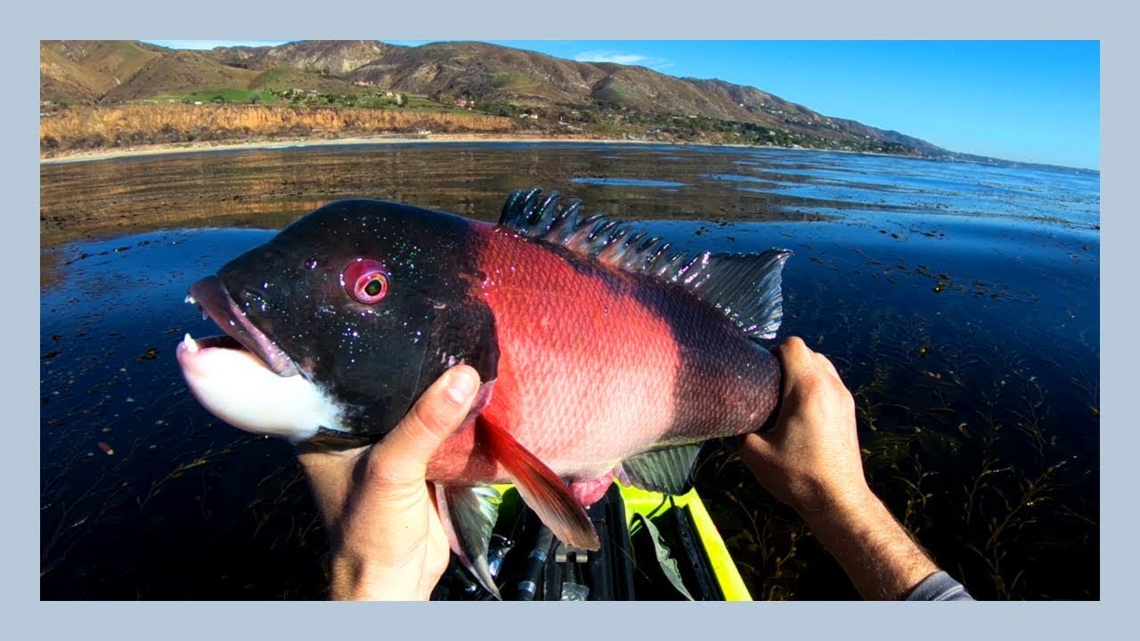 Kayak Fishing - California Sheepshead - Malibu - YouTube