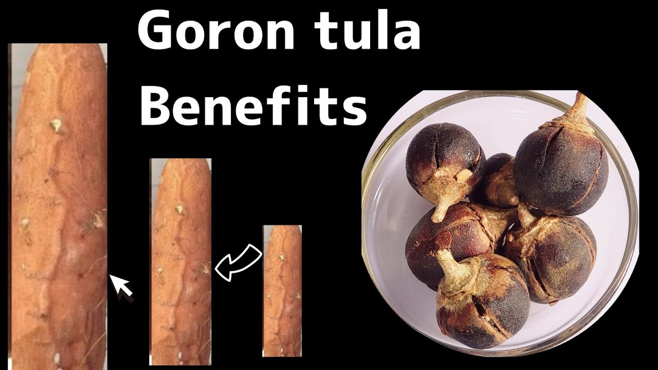 Goron tula °benefits for men|last longer in bed#gorontula#sexenhancer# ...