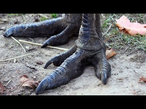 Amazon जंगल के सबसे खतरनाक जानवर । Deadliest Monsters of The Amazon ...