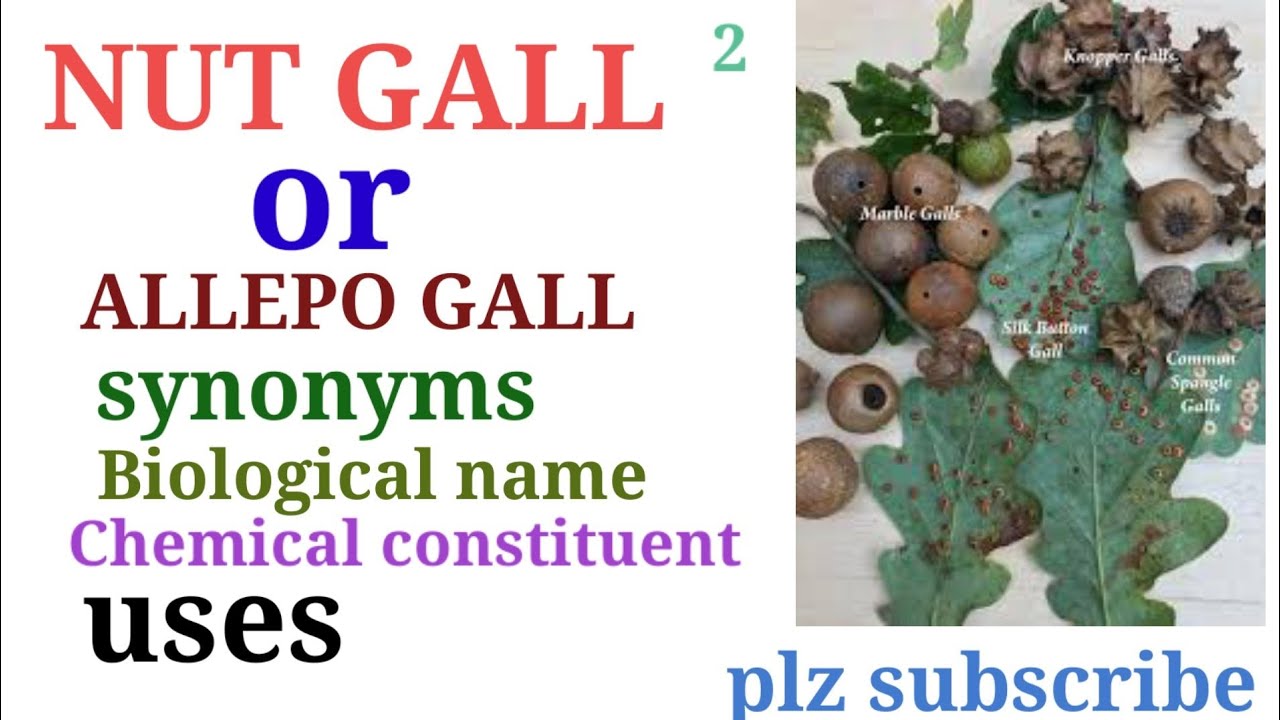 nut gall / allepo gall in tannins pharmacognosy - YouTube