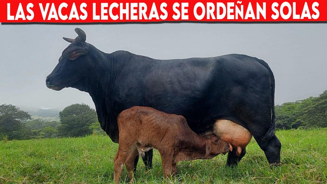 🔴 LAS VACAS LECHERAS Se Ordeñan SOLAS Si Sabe Cómo PREPARARLAS Vacas ...