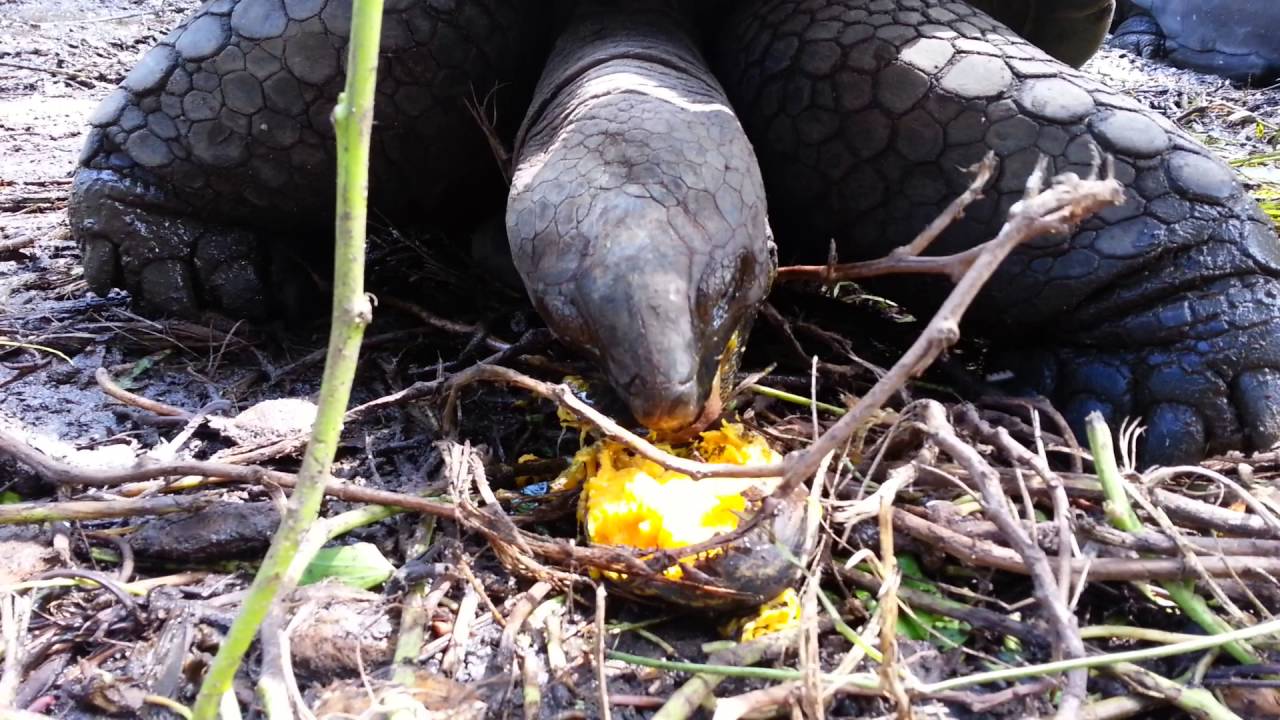 Tortoise eating a mango - YouTube
