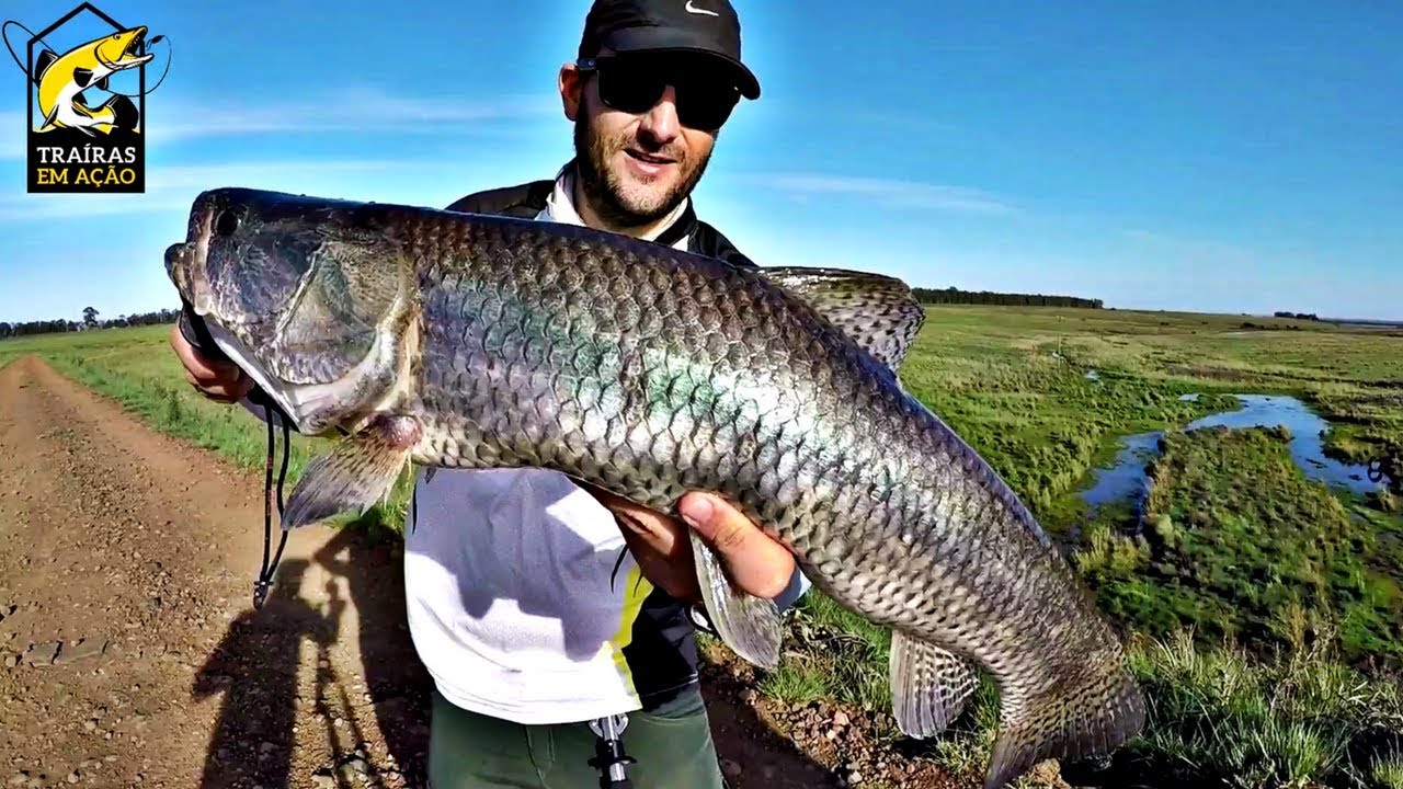 CONHECEM O TRAIRÃO DA ESPÉCIE TORNASOL? PESCA DE TRAIRA - PESCARIA ...