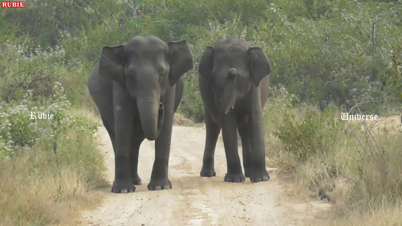 Elephants at Bandipur National Park and Bandipur Tiger Reserve And ...