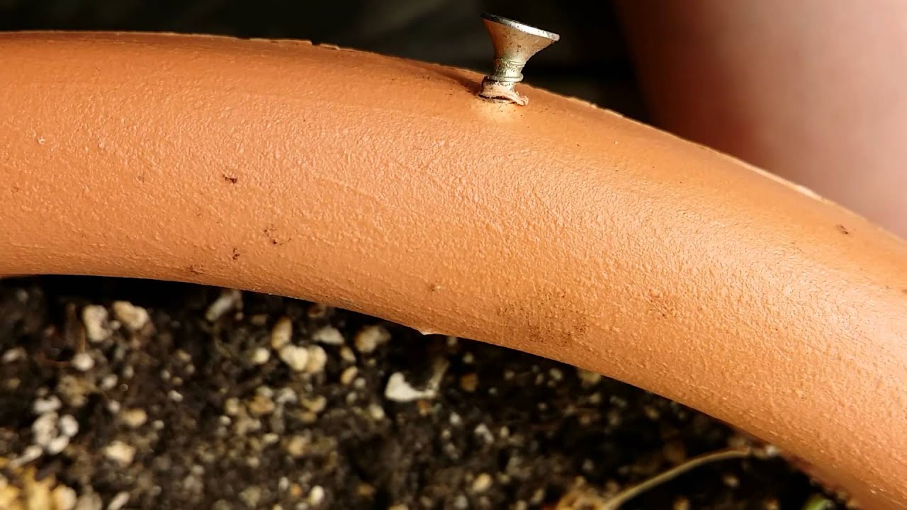 Hypoaspis Miles - YouTube