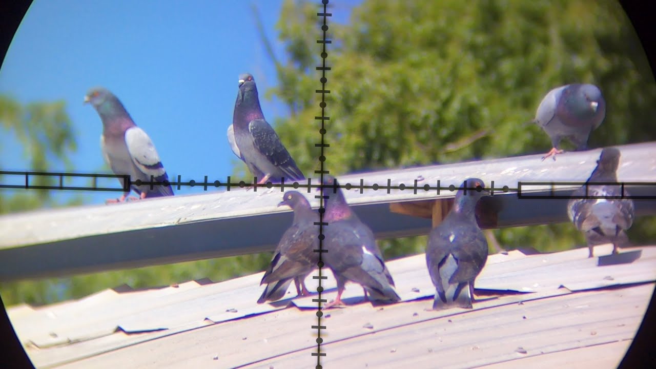CACERIA DE PALOMAS CON PR900 MAS DE 100 PALOMAS!!! PLAGA TOTAL!! - YouTube