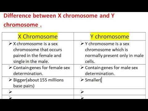Difference between X chromosome and Y chromosome - YouTube