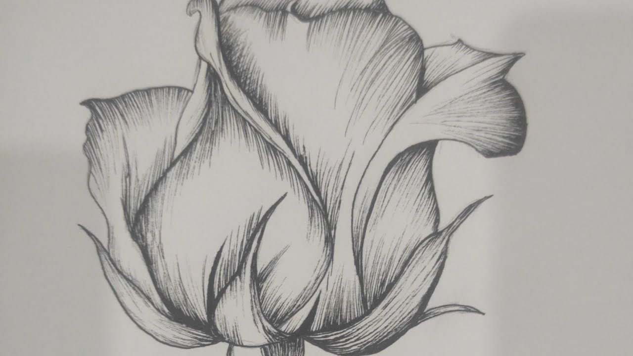 How to Draw Rose using Pen @ArtbyReeta666 - YouTube