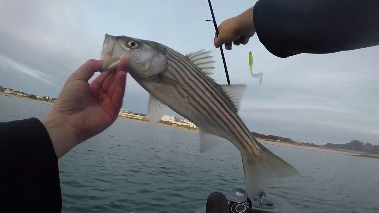 Kayak Fishing Cape Cod Schoolie Stripers Late Fall 2017 - YouTube
