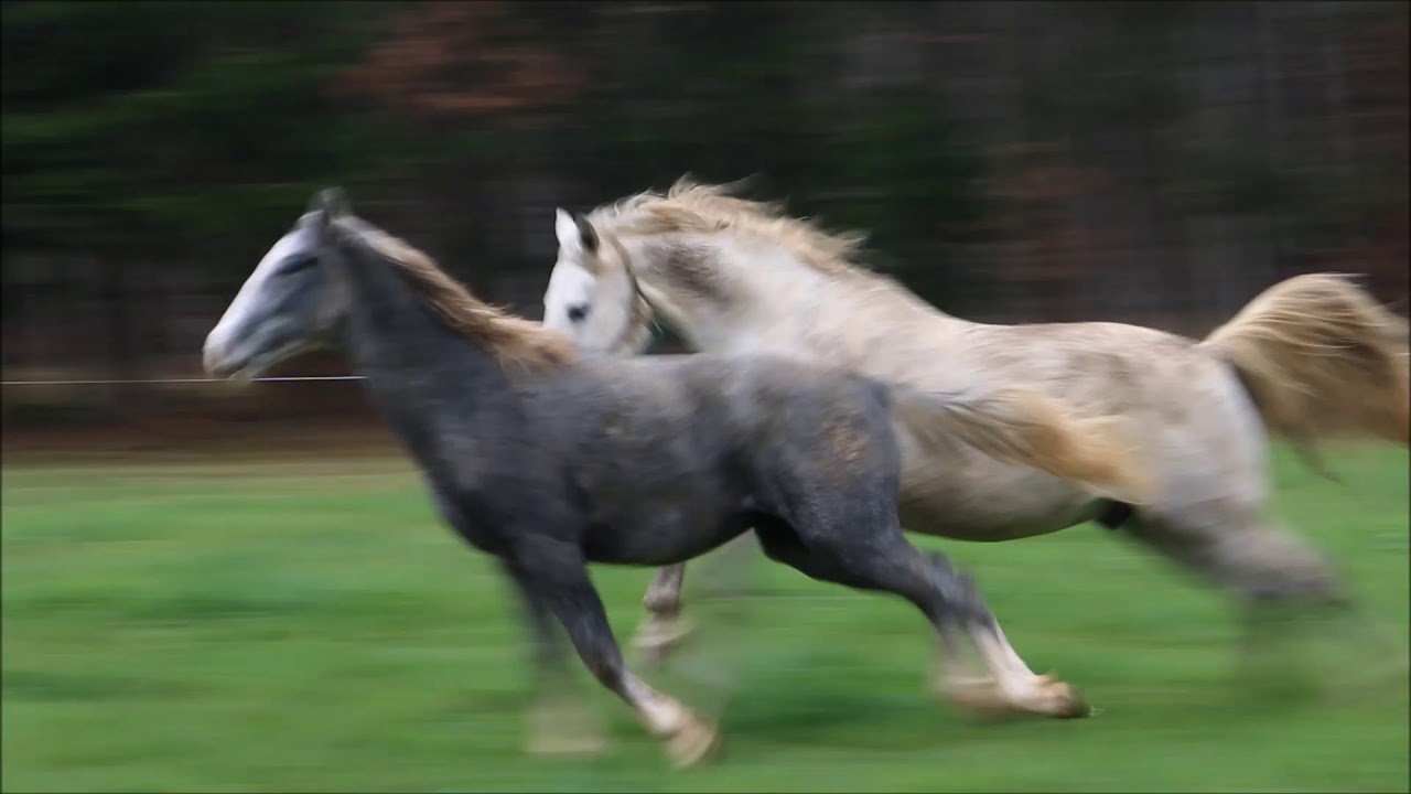 Pluto Lipica (2016) Lipizzan Stallion - YouTube