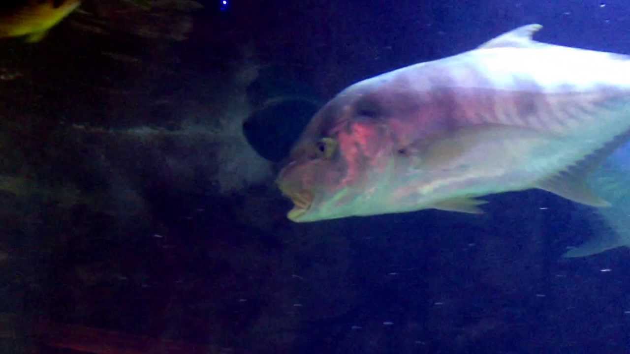 singender Fisch - YouTube