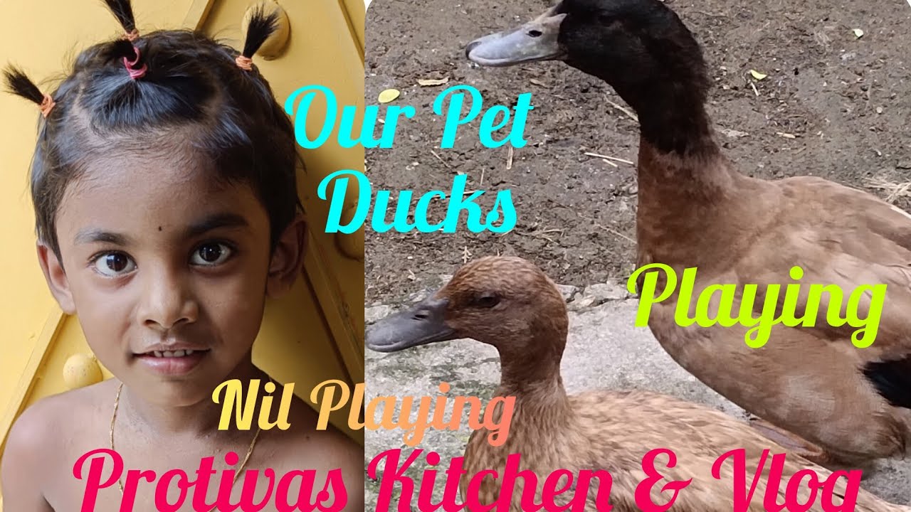 Ducks Playing | Our Ducks Are Playing | Our Pet Ducks| Nil Playing With ...
