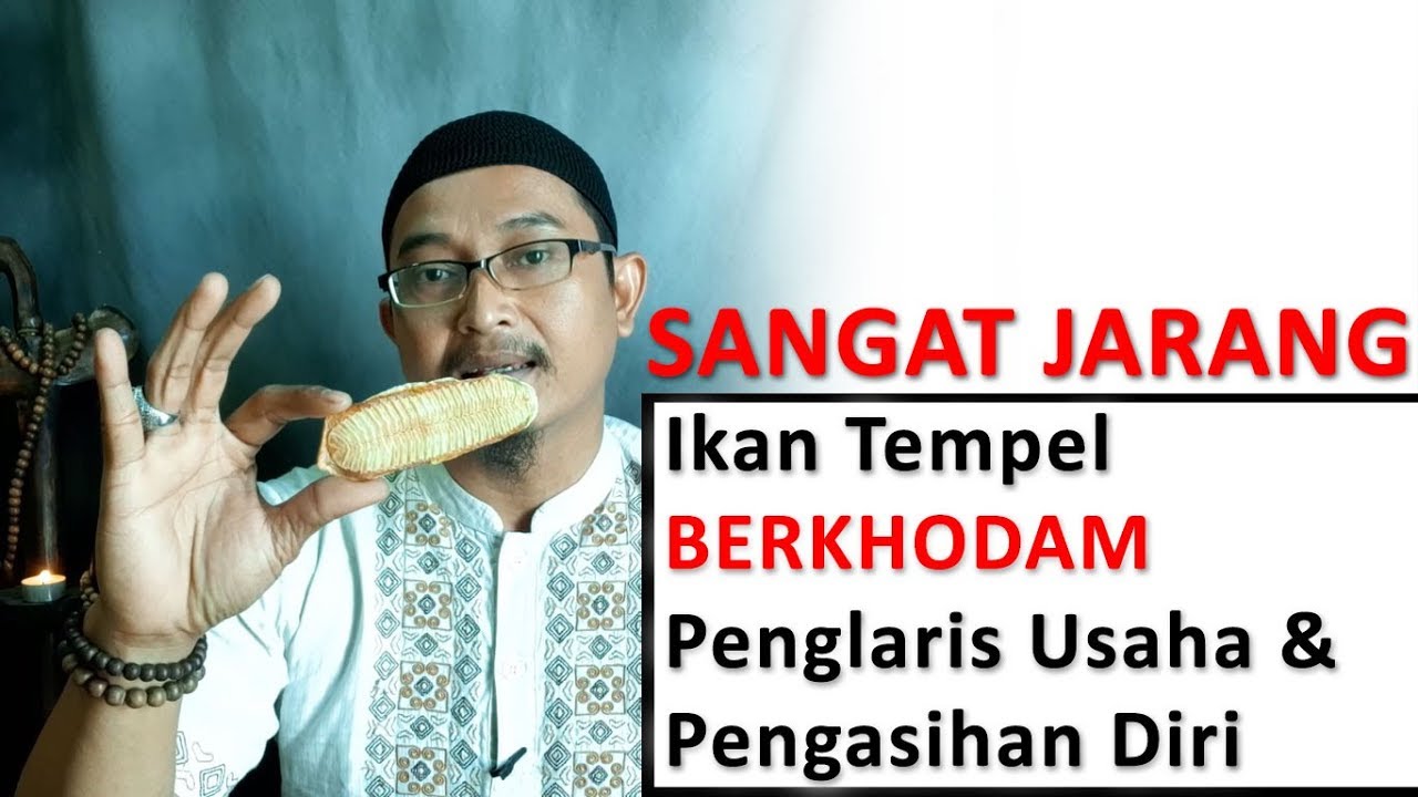 Inilah Keistimewaan Ikan Tempel Asli Berkhodam - YouTube
