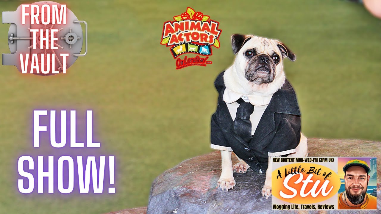 Animal Actors on Location! FULL SHOW! #cat #dog #animals # ...