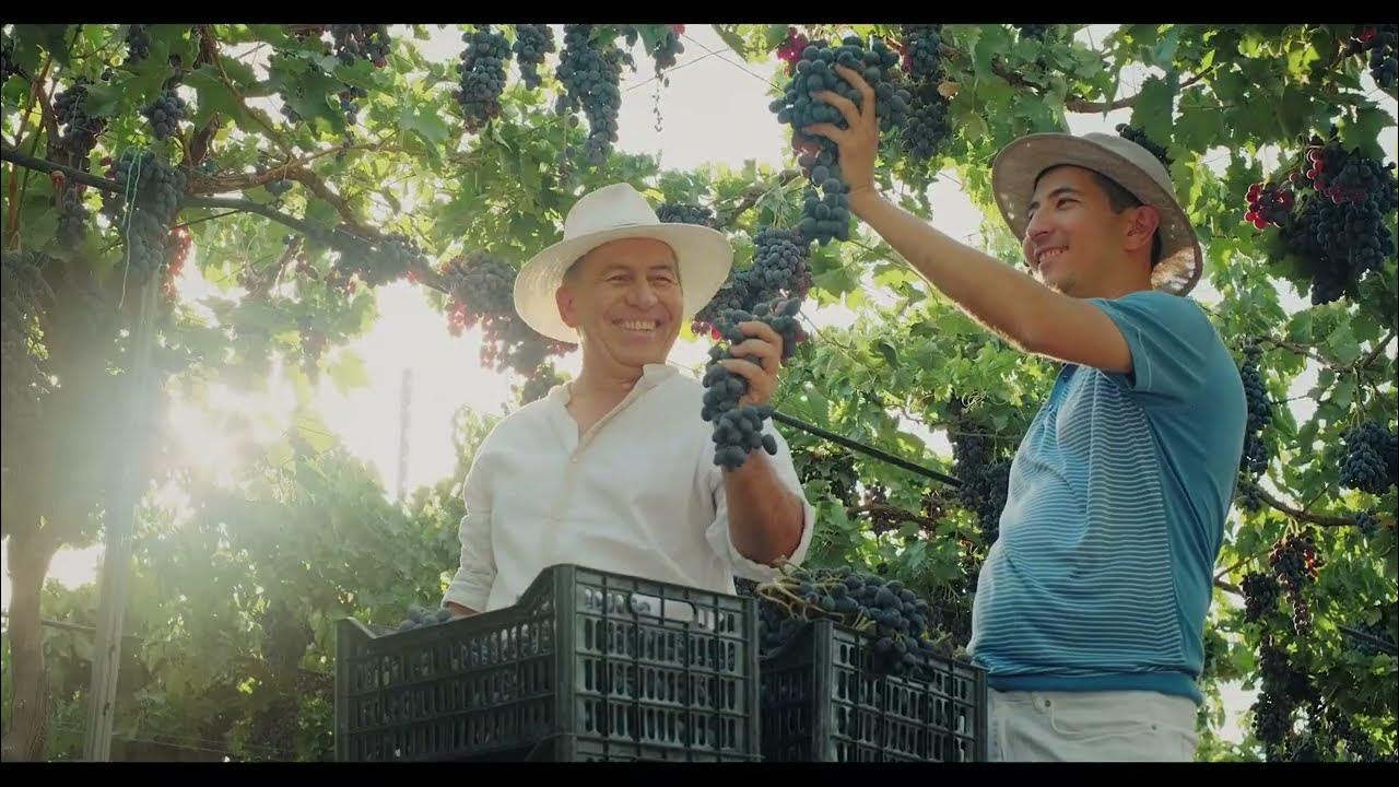 Uzumfermer - семейная винодельня - YouTube