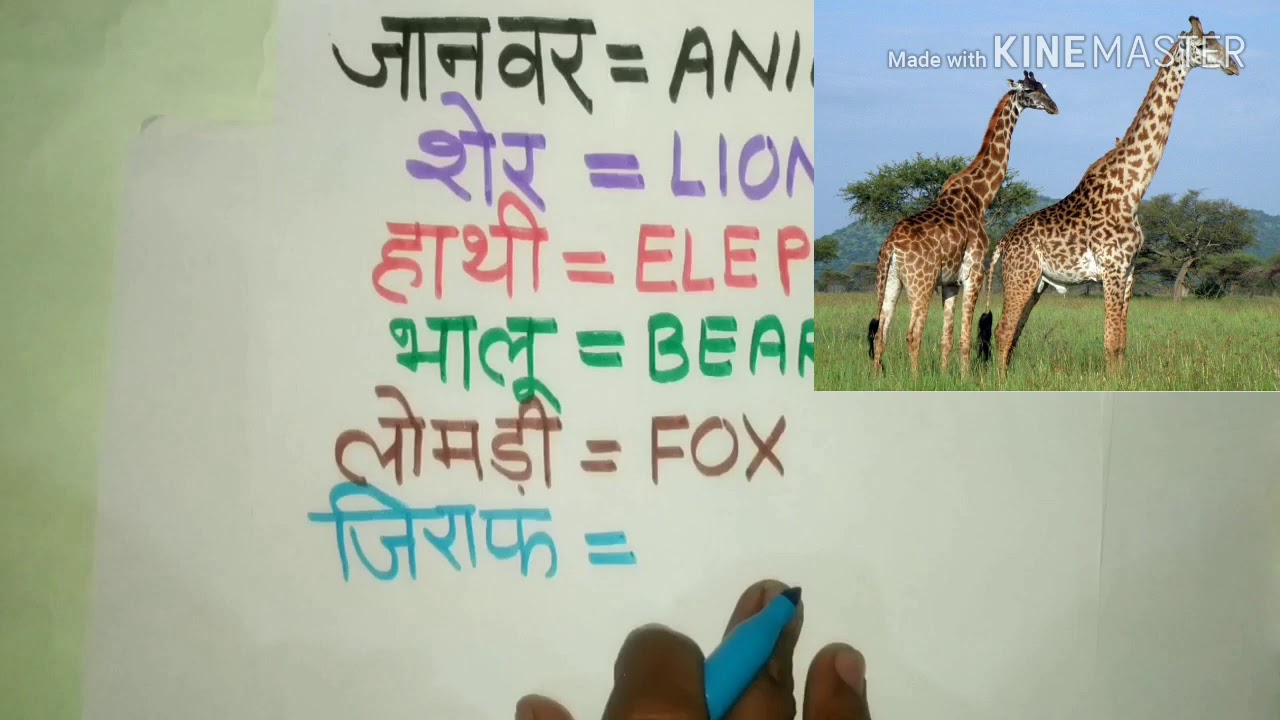 jangli janwar ke naam hindi aur angrezi mein. जंगली जानवरों के नाम ...