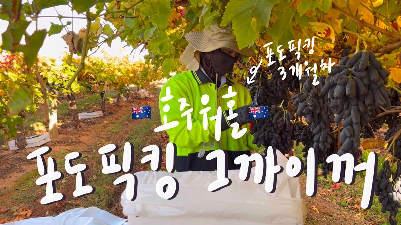 ๐ฆ๐บ์ฌ์๋ค ํธ์ฃผ ์ํ ๋ธ์ด๋ก๊ทธ Vlog ์ธ์ปจ๋ฐ๋ฌ ํฌ๋๋์ฅ ํธ์ฃผ ๋์ฅ ์ผ์ ํฌ๋ํฝํน ๊ฐ์ ํฝํน์ ๋ชจ๋  ๊ฒ ์ํ ๋ง์ฐจ ํธ์ฃผ ์๊ณจ ์ผ์ ๋ธ์ด๋ก๊ทธ