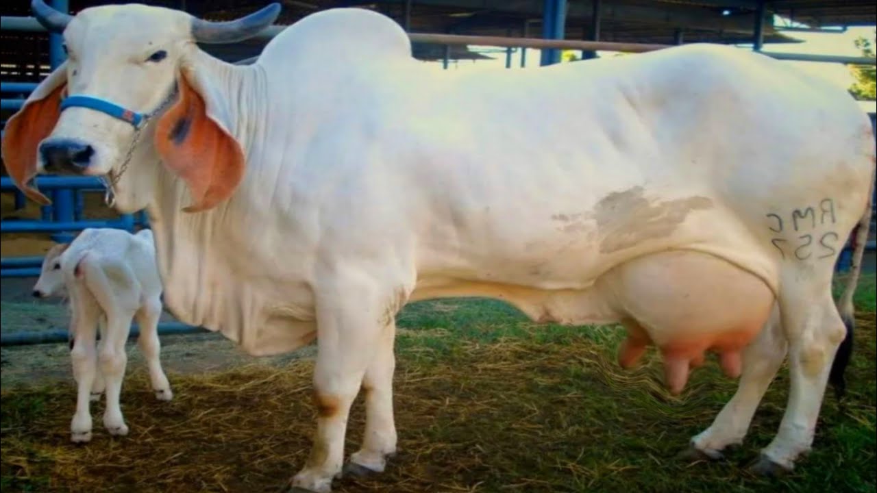 World's 🌟 Biggest Indu Brasil Cow || दुनिया की सबसे बड़ी इंदु ब्राजील ...