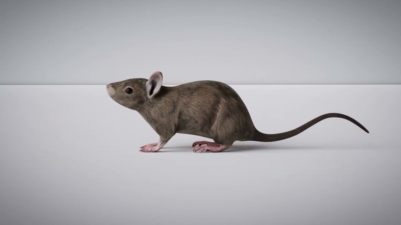 Ultra High Quality Horizontally Spinning Rat - YouTube