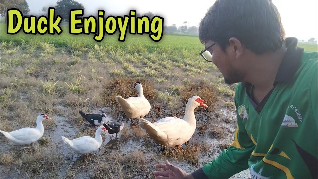 Muscovy duck Enjoying in Backyard | Backyard Muscovy duck farm - YouTube