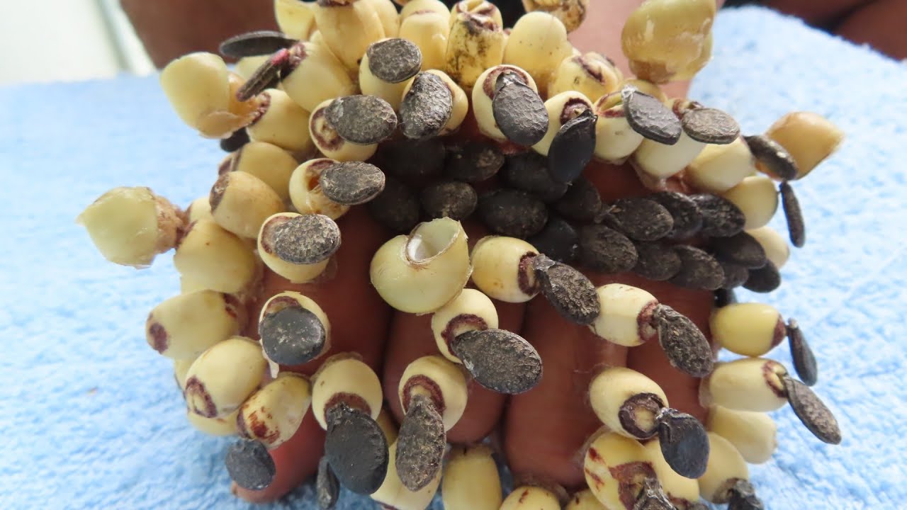 How to remove very big ticks style on hand strong man | Designed from ...