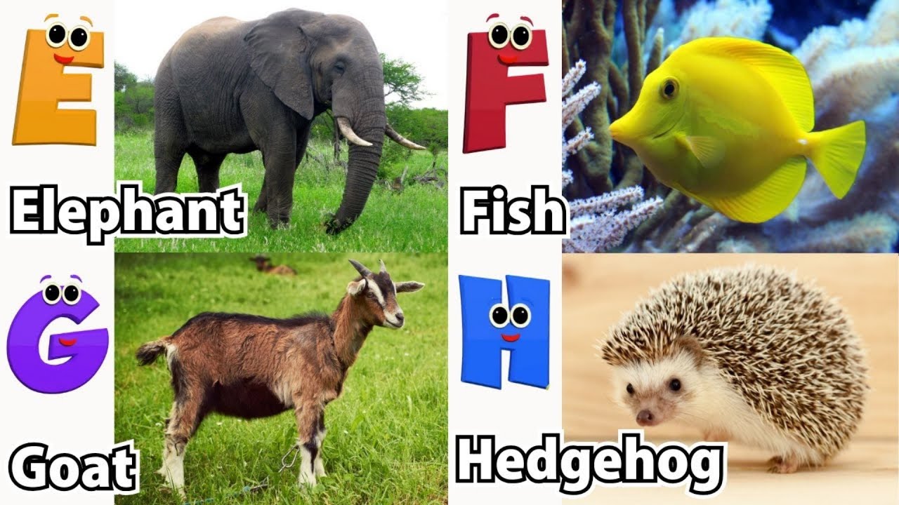 ABC Pet Animals Song | Fun way to learn English and Animals for Kids ...