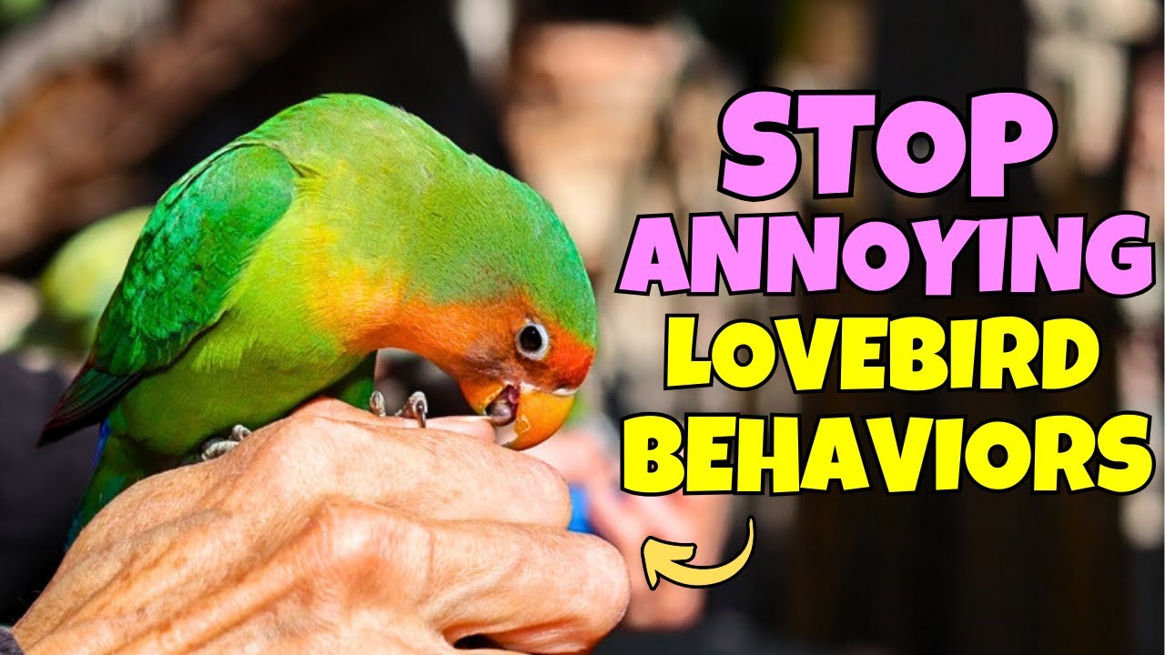How to Correct Annoying Behaviors in Your Lovebird - YouTube