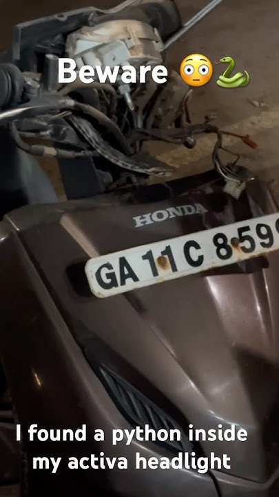 Found snake(python) inside my activa headlight in goa #goa #snake # ...