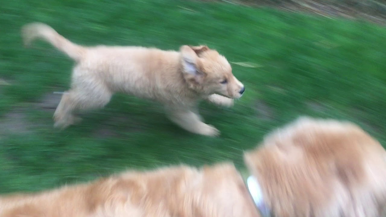 Phoebe as a puppy with Big cousin Carlin - YouTube