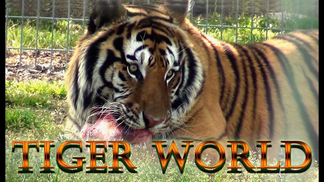 Поход в "Мир Тигров" (Tiger World)! - YouTube