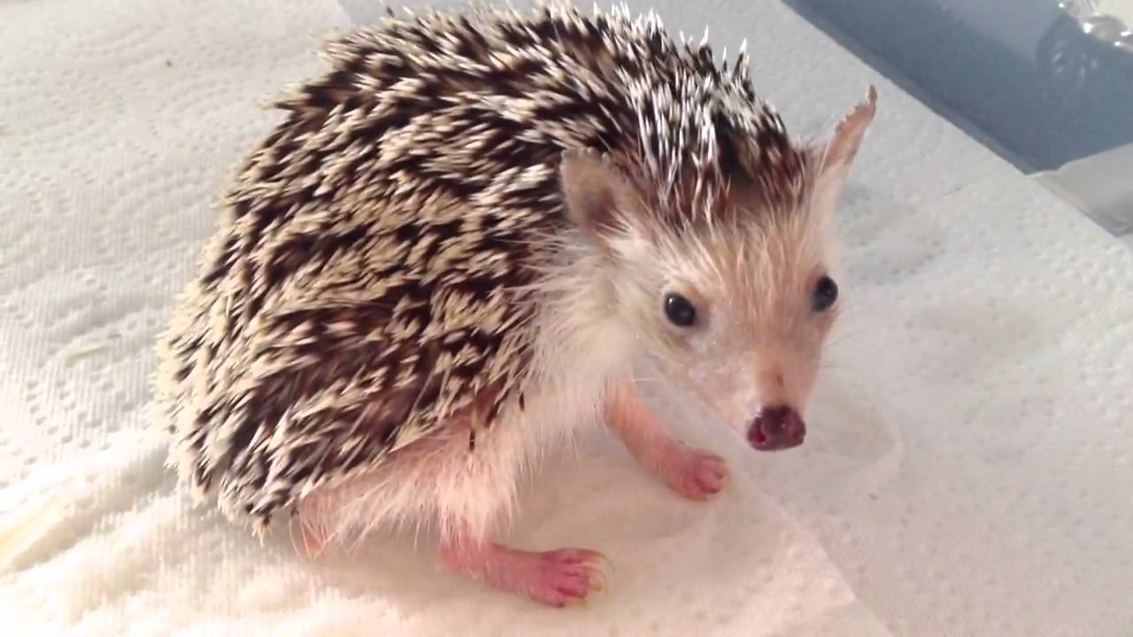 Pickles the hedgehog soaking wet lol - YouTube
