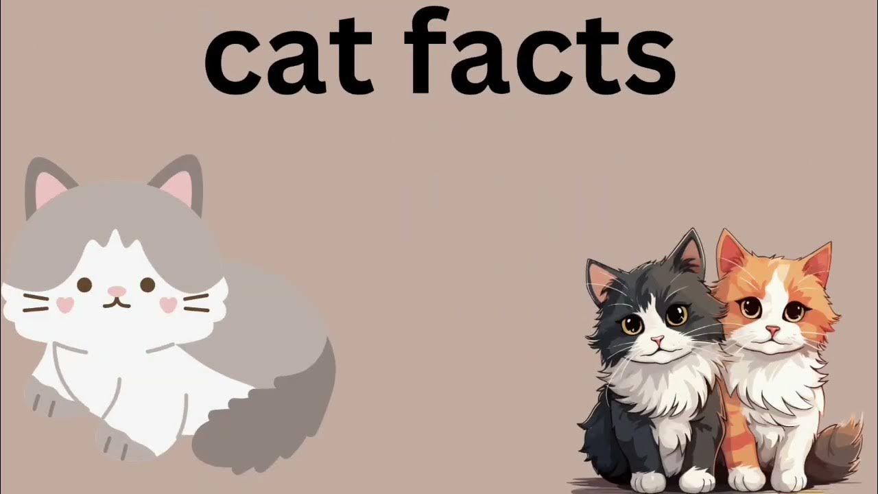 random cat facts because I'm bored - YouTube