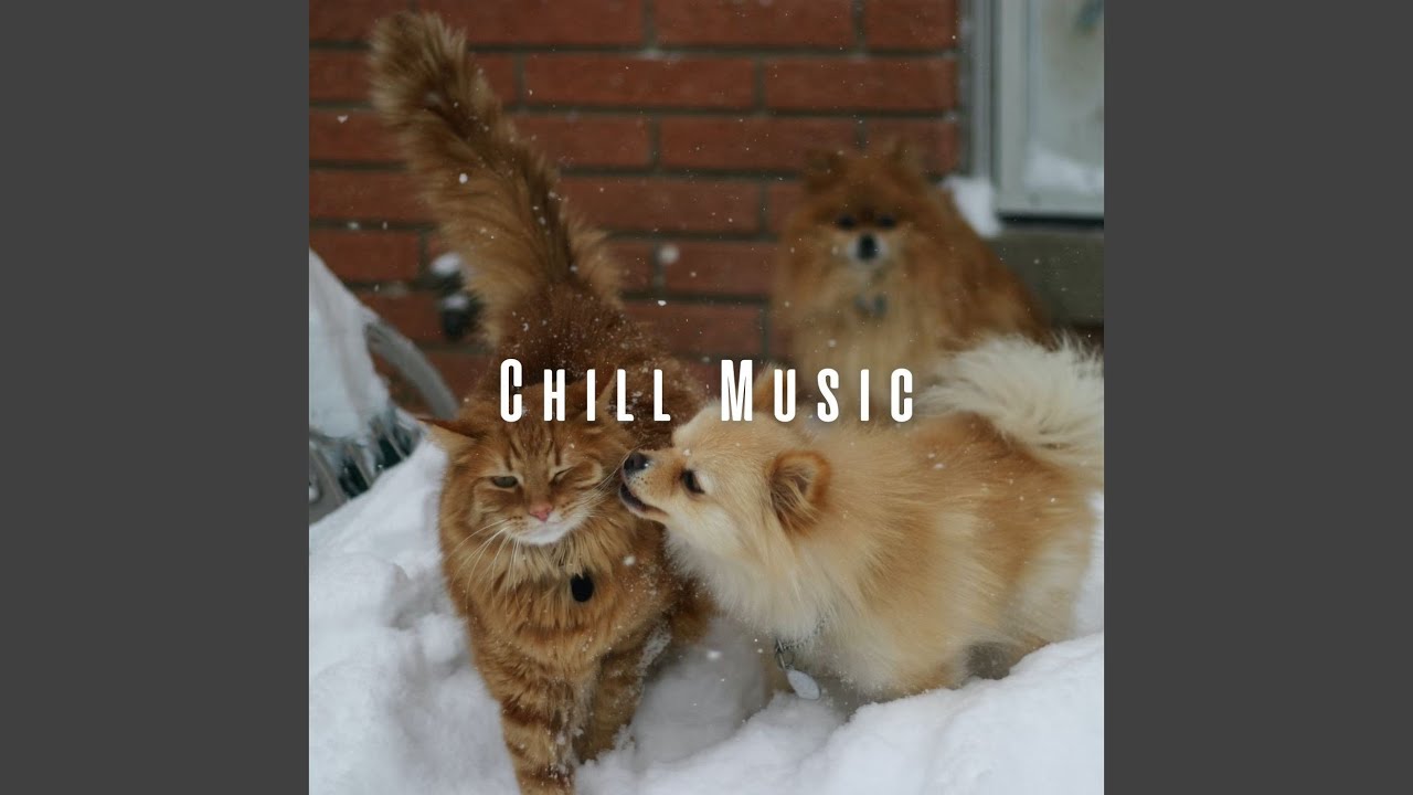 Chill Paw-fect Melodies - YouTube